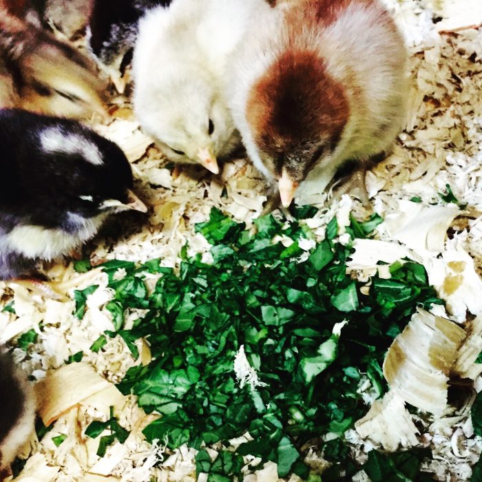 Treats for Baby Chicks Can Be Fun and Nutritious - Backyard Poultry